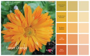 Professional Color Palettes - The Colors of Nature - Bettes Makes